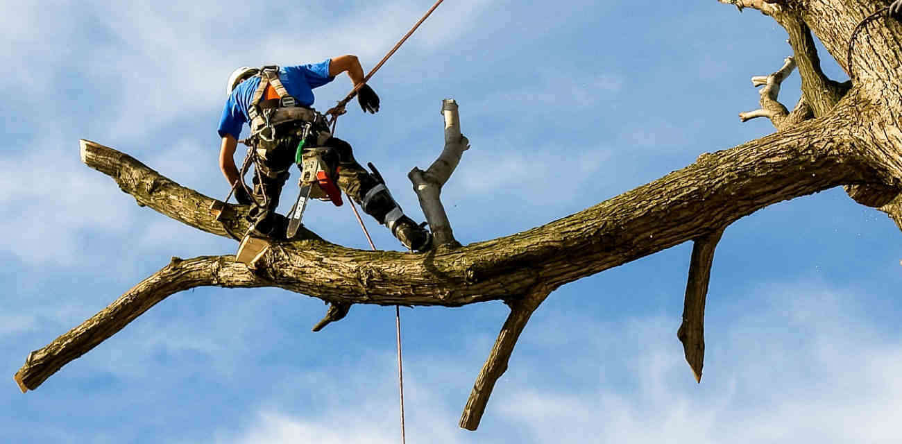 Arboriculteur - émondeur Longueuil et rive-sud de Montréal